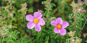 Λάβδανο, το Μύρο της Βίβλου | Τα Μυστικά του Κήπου