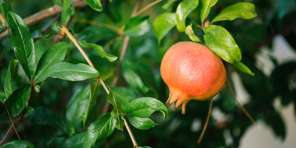 8 μυστικά για την καλλιέργεια της ροδιάς | Τα Μυστικά του Κήπου