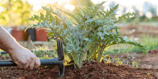 Πολλαπλασιασμός αγκινάρας, πώς δημιουργούμε νέα φυτά | Τα Μυστικά του Κήπου