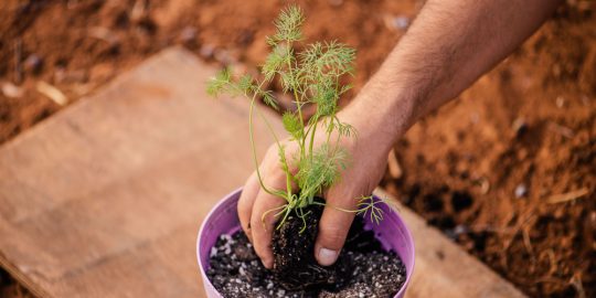 10 μυστικά για φύτευση και καλλιέργεια άνηθου | Τα Μυστικά του Κήπου