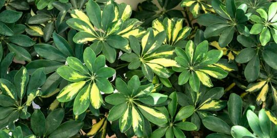 9 μυστικά για τη φροντίδα της σεφλέρας | Τα Μυστικά του Κήπου