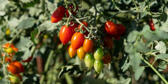 10 μυστικά για να καλλιεργήσουμε νόστιμα ντοματίνια | Τα Μυστικά του Κήπου
