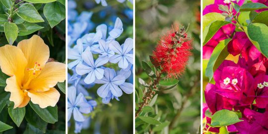 19 φυτά και λουλούδια που αντέχουν στον ήλιο και τη ζέστη | Τα Μυστικά ...