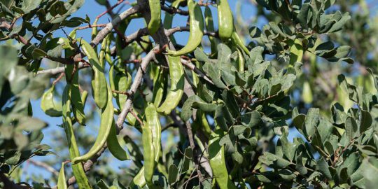10 μυστικά για την καλλιέργεια της χαρουπιάς | Τα Μυστικά του Κήπου