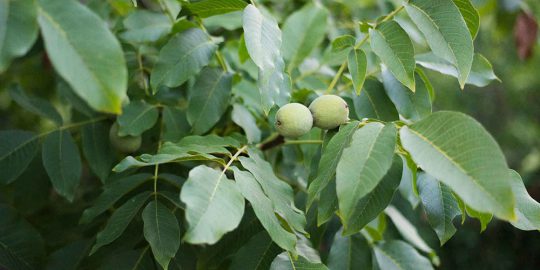 10 μυστικά για την καλλιέργεια της καρυδιάς | Τα Μυστικά του Κήπου