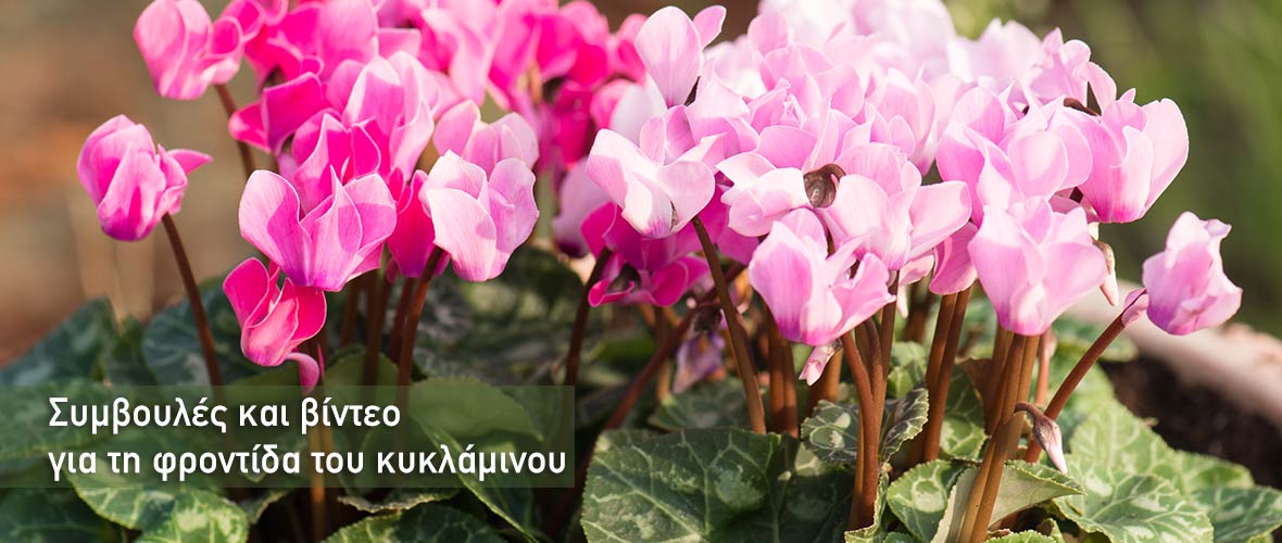 Τα Μυστικά του Κήπου | Garden Blog
