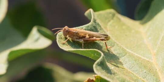 Πώς αντιμετωπίζουμε τις ακρίδες στον κήπο | Τα Μυστικά του Κήπου
