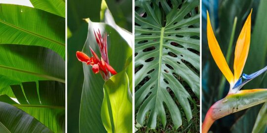 23 φυτά με μεγάλα φύλλα | Τα Μυστικά του Κήπου