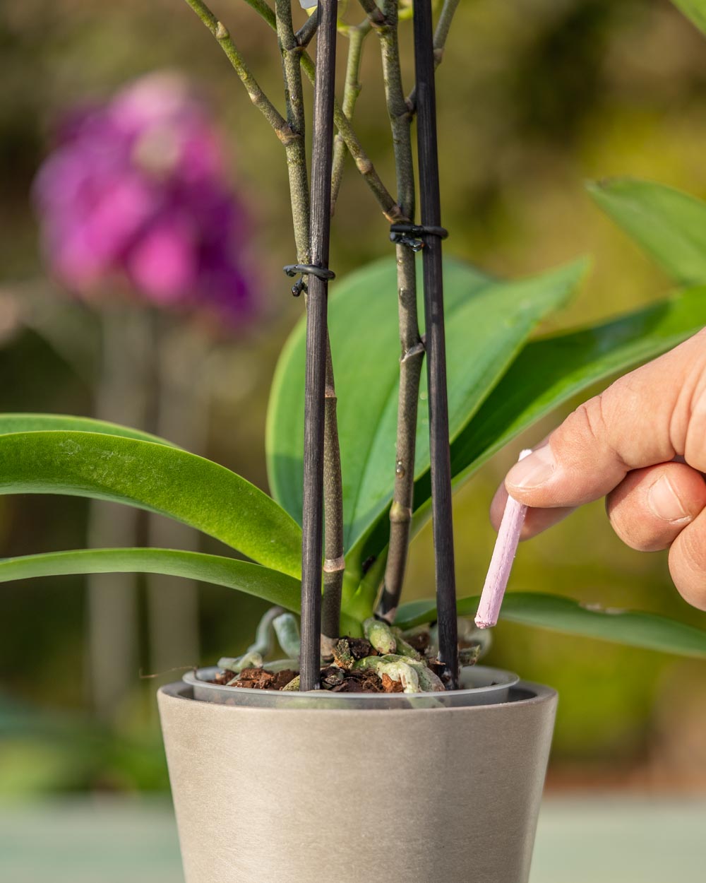 Πώς επιλέγουμε λίπασμα για ορχιδέες; | Τα Μυστικά του Κήπου
