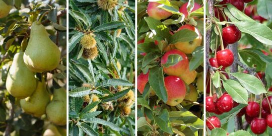 7 καρποφόρα δέντρα για ορεινές περιοχές | Τα Μυστικά του Κήπου