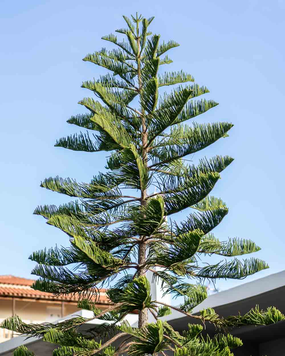 Αροκάρια: Ένα ψηλό δέντρο σε σχήμα πυραμίδας | Τα Μυστικά του Κήπου