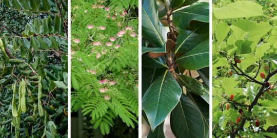 12 δέντρα για σκια στον κήπο | Τα Μυστικά του Κήπου